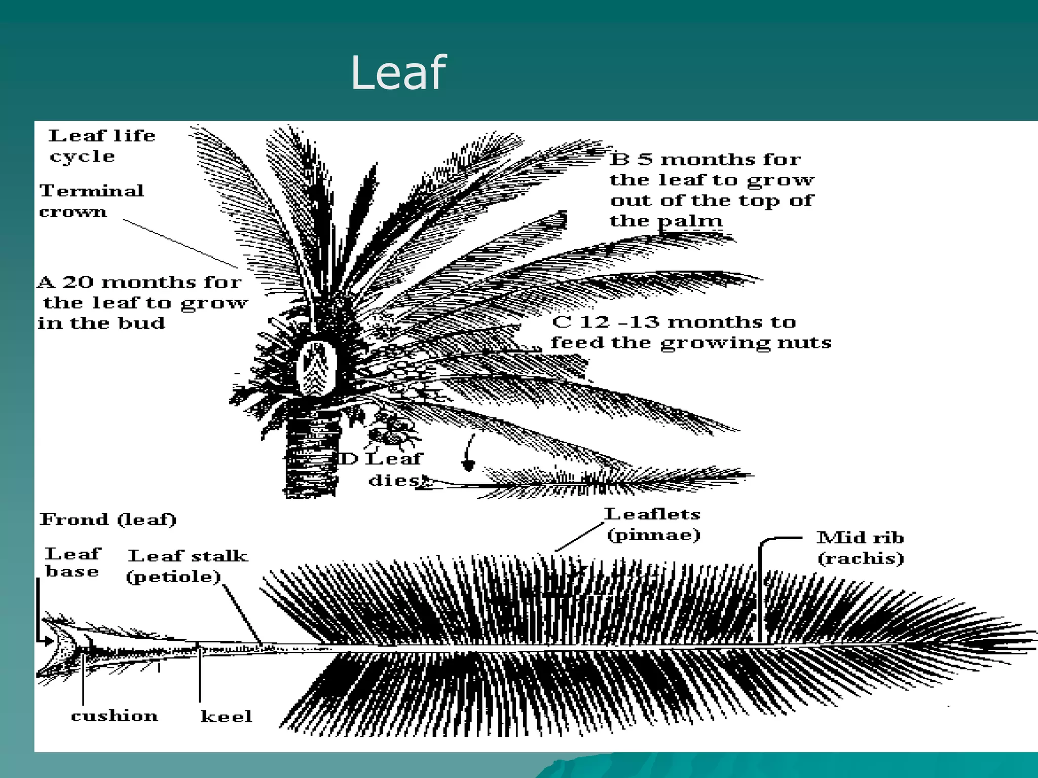 coconut-ppt.pdf | Agriculture | Industries