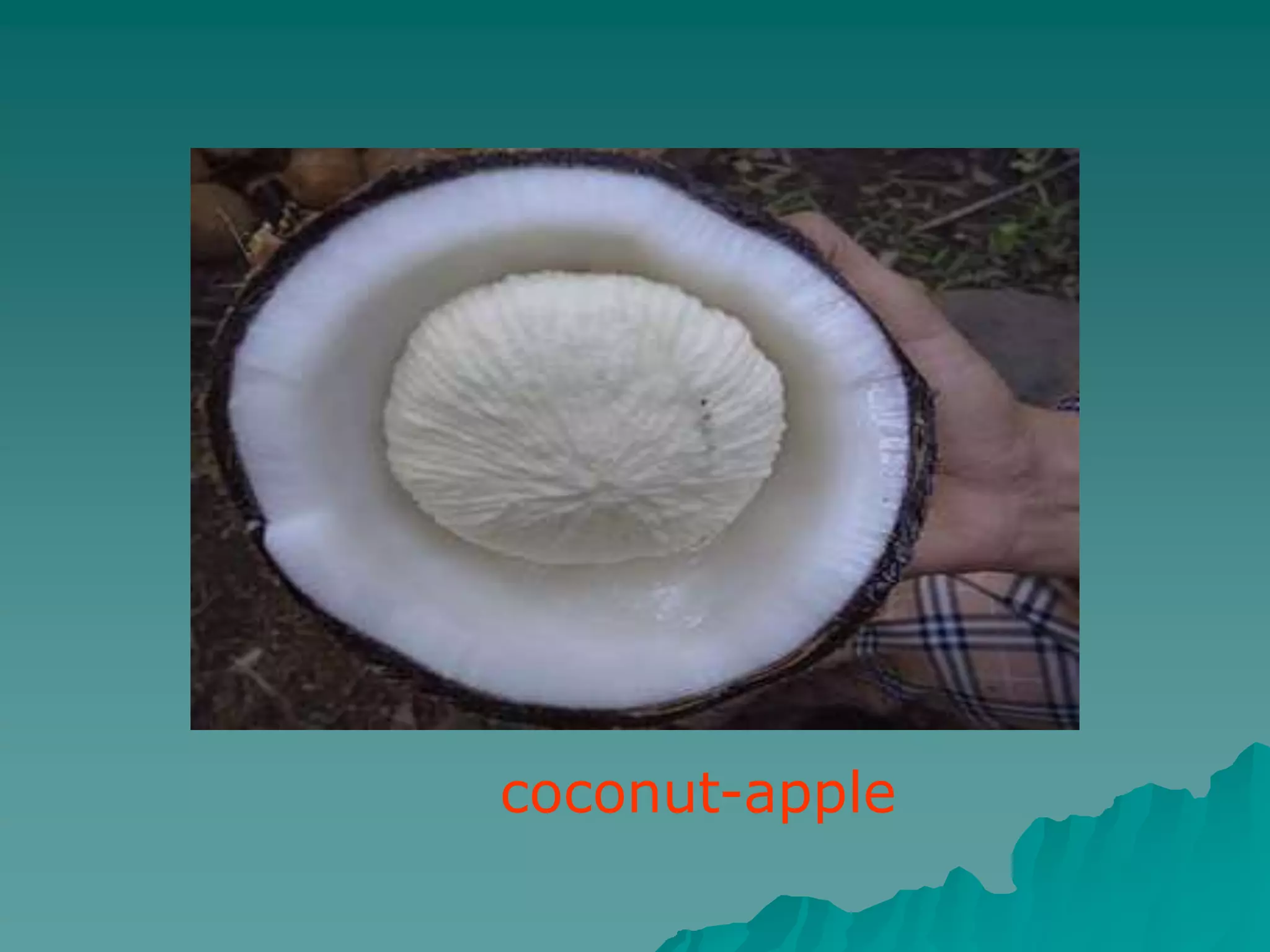 coconut-ppt.pdf