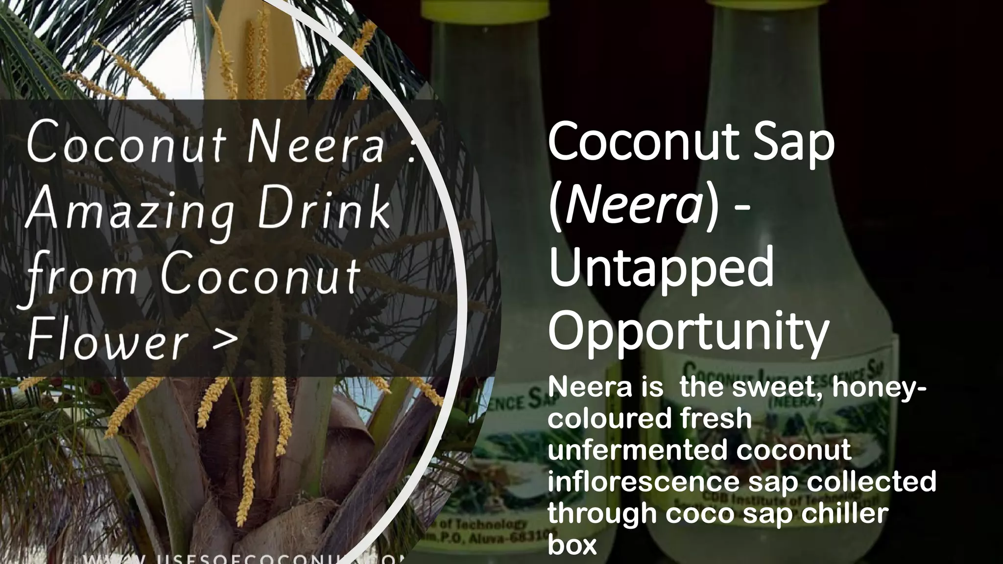 Coconut sap | PDF