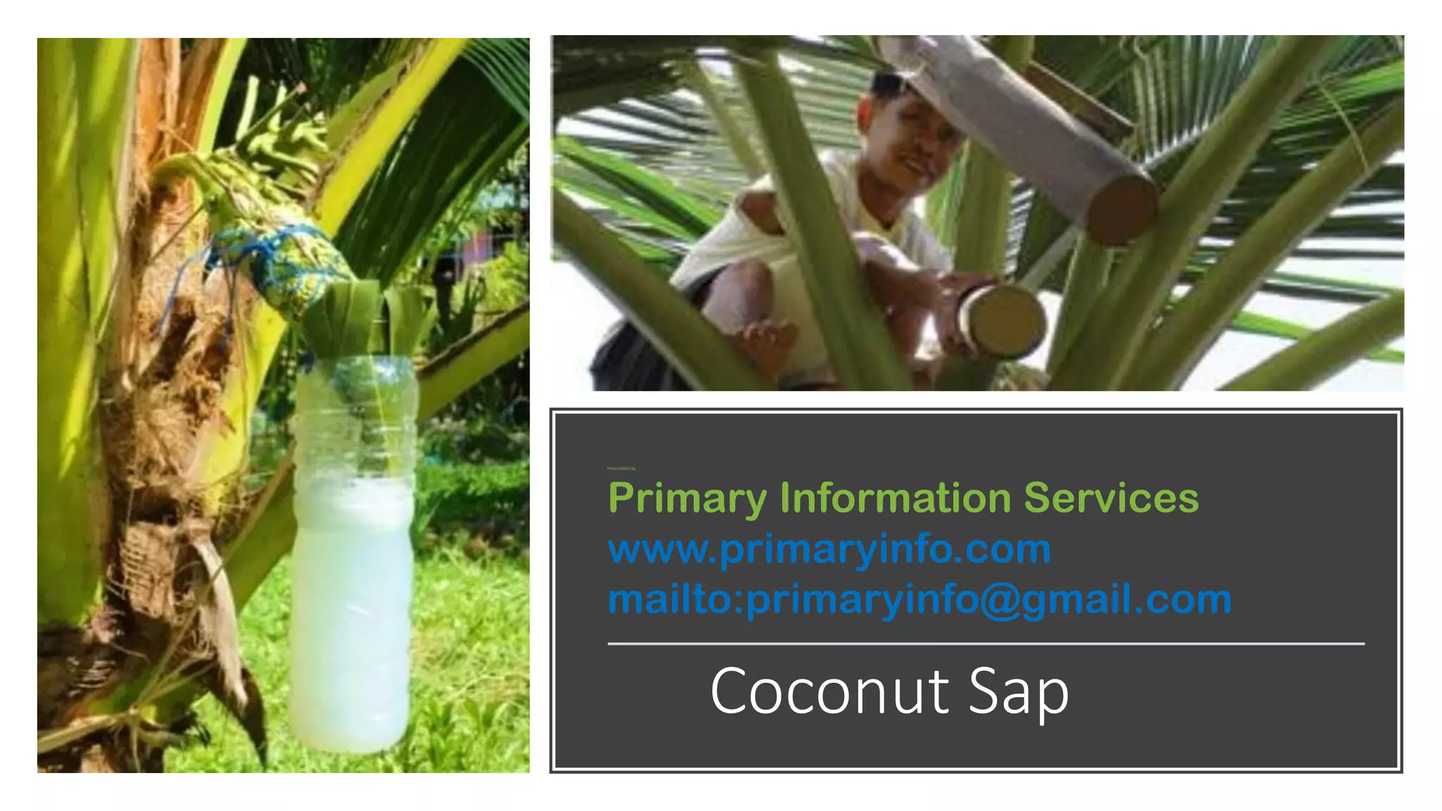 Coconut sap | PDF