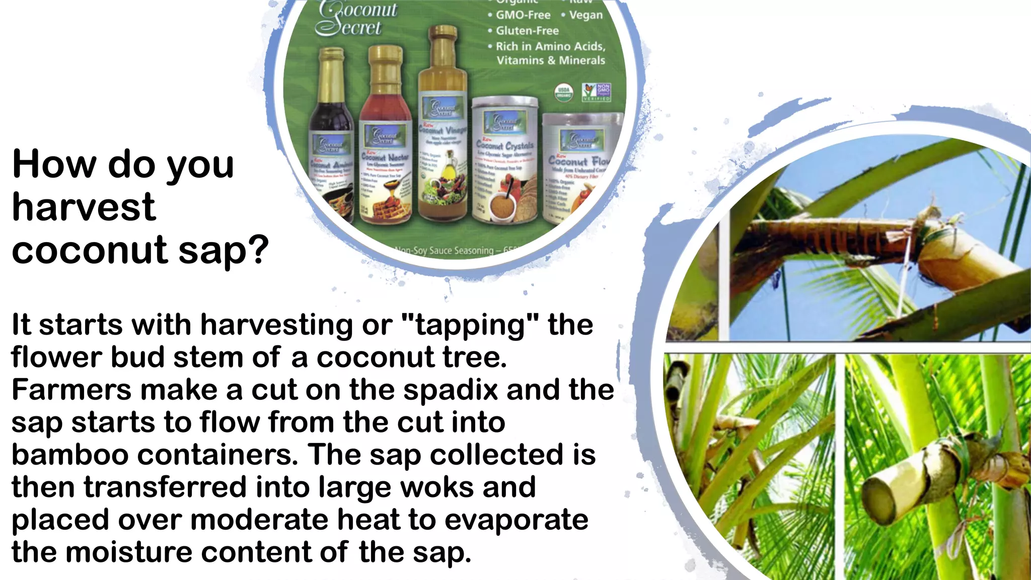 Coconut sap | PDF
