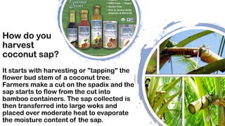 Coconut sap | PDF