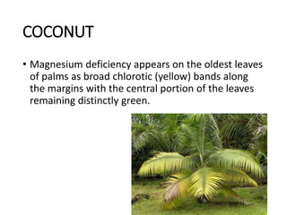 COCONUT-WPS Office.pptx.document by S.Aji