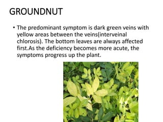 COCONUT-WPS Office.pptx.document by S.Aji