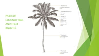 A Note On Coconut Tree | PPTX