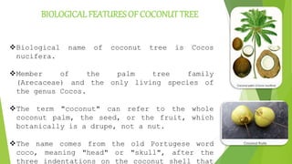 A Note On Coconut Tree | PPTX