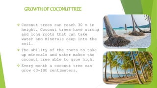 A Note On Coconut Tree | PPTX