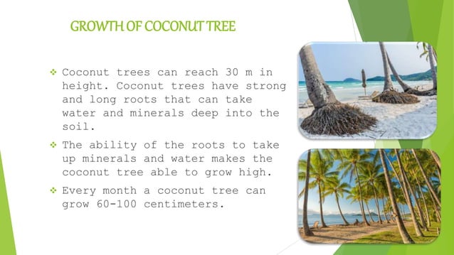 A Note On Coconut Tree | PPTX | Heart and Cardiovascular Diseases ...