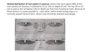 Coconut based croppping systems of Kerala notes.pptx