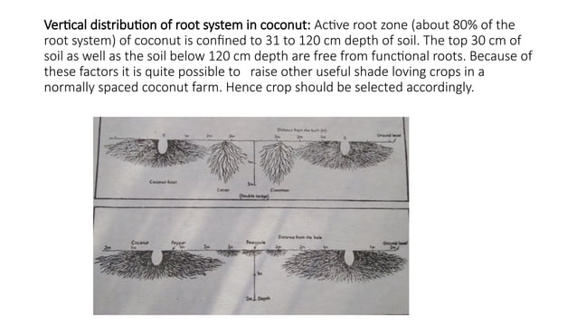Coconut based croppping systems of Kerala notes.pptx | Agriculture ...