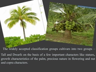 Coconut breeding | PPTX