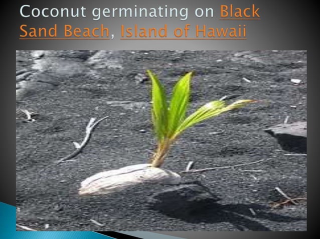 Coconut breeding | PPTX