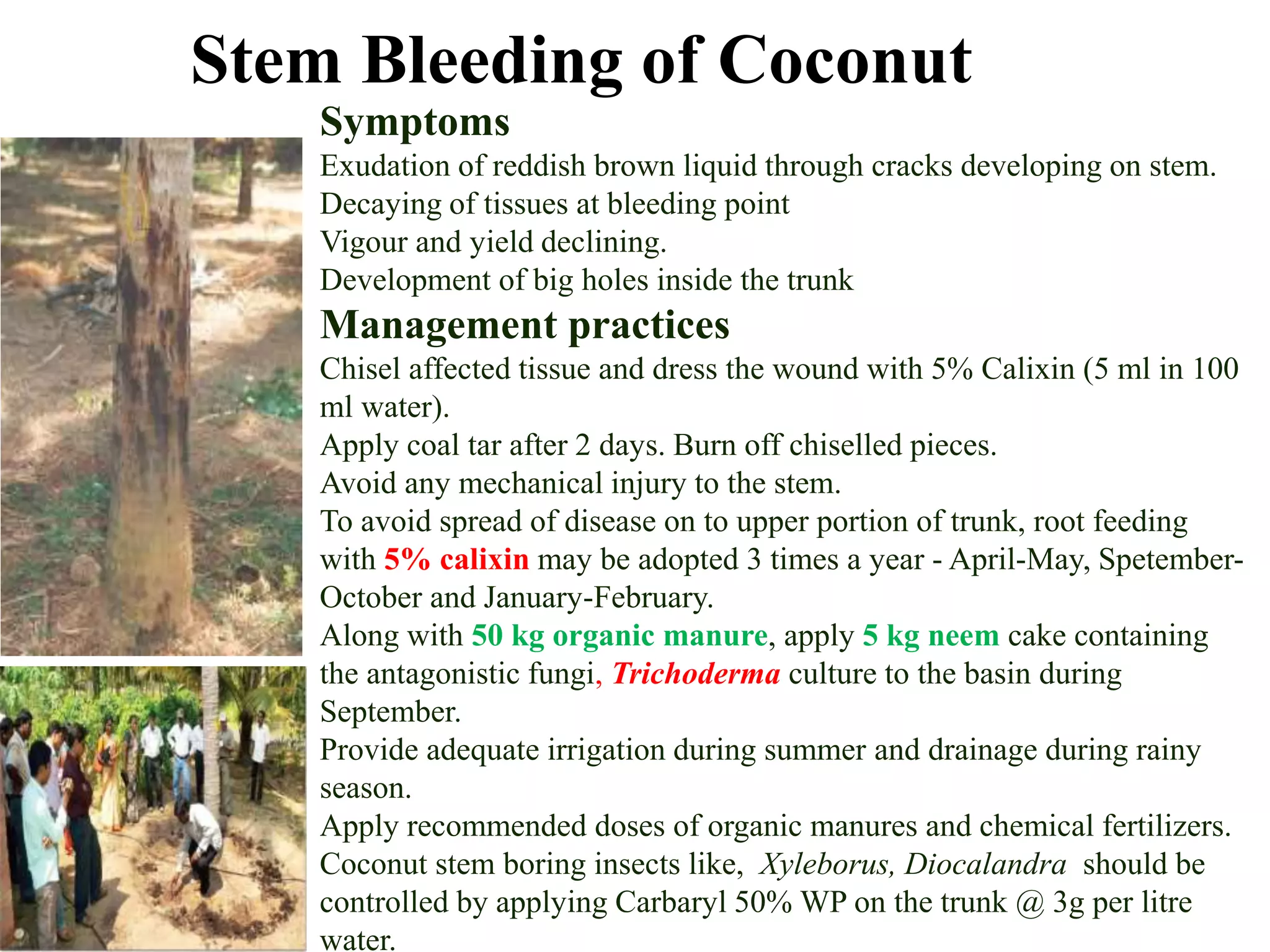 COCONUT (Cocos nucifera).pptx