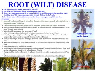 COCONUT (Cocos nucifera).pptx | Gardening | Home & Garden