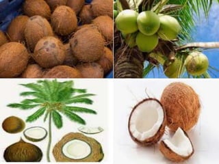 COCONUT OIL- Copra oil | PPTX