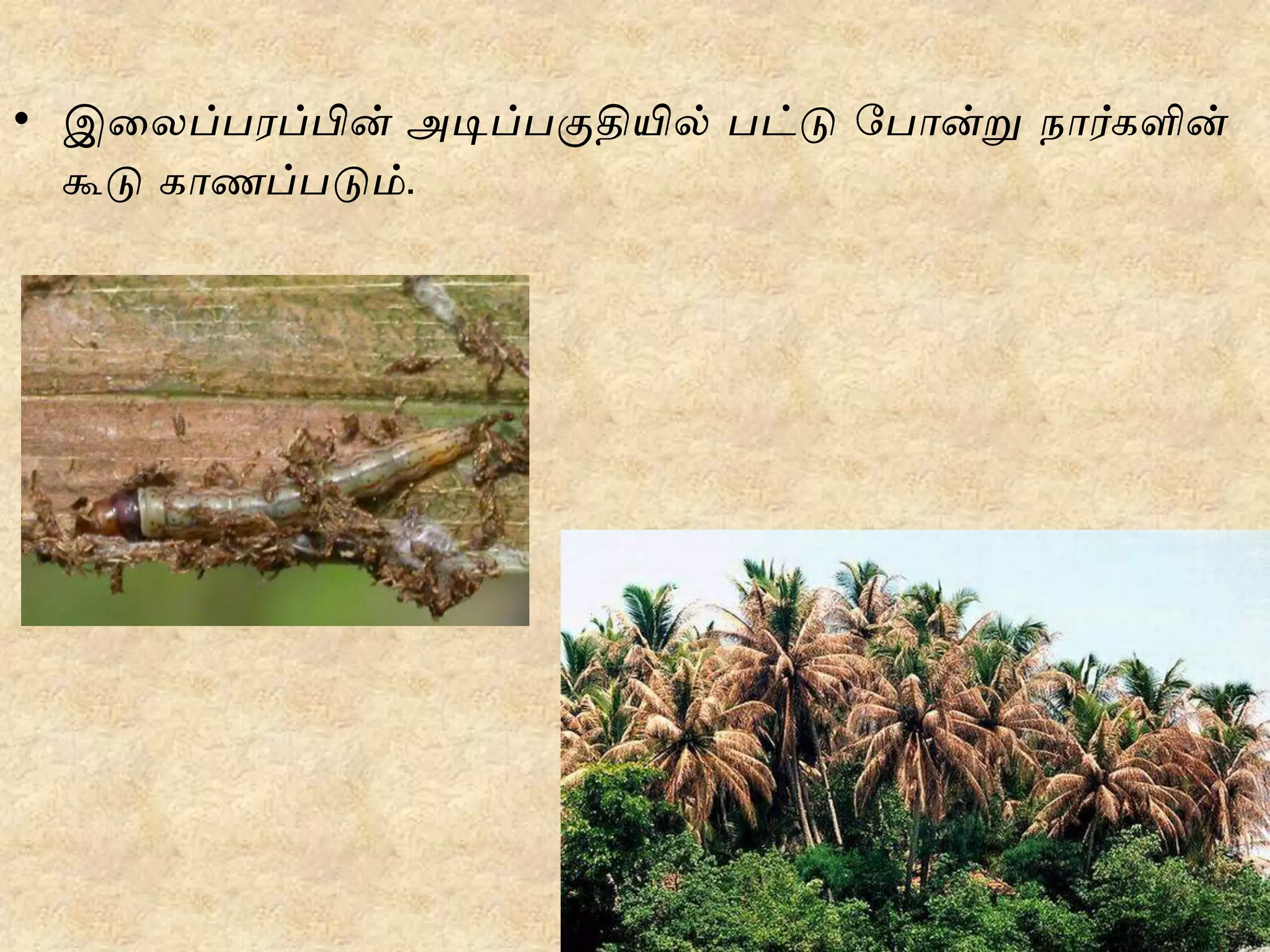 Coconut pests | PPT