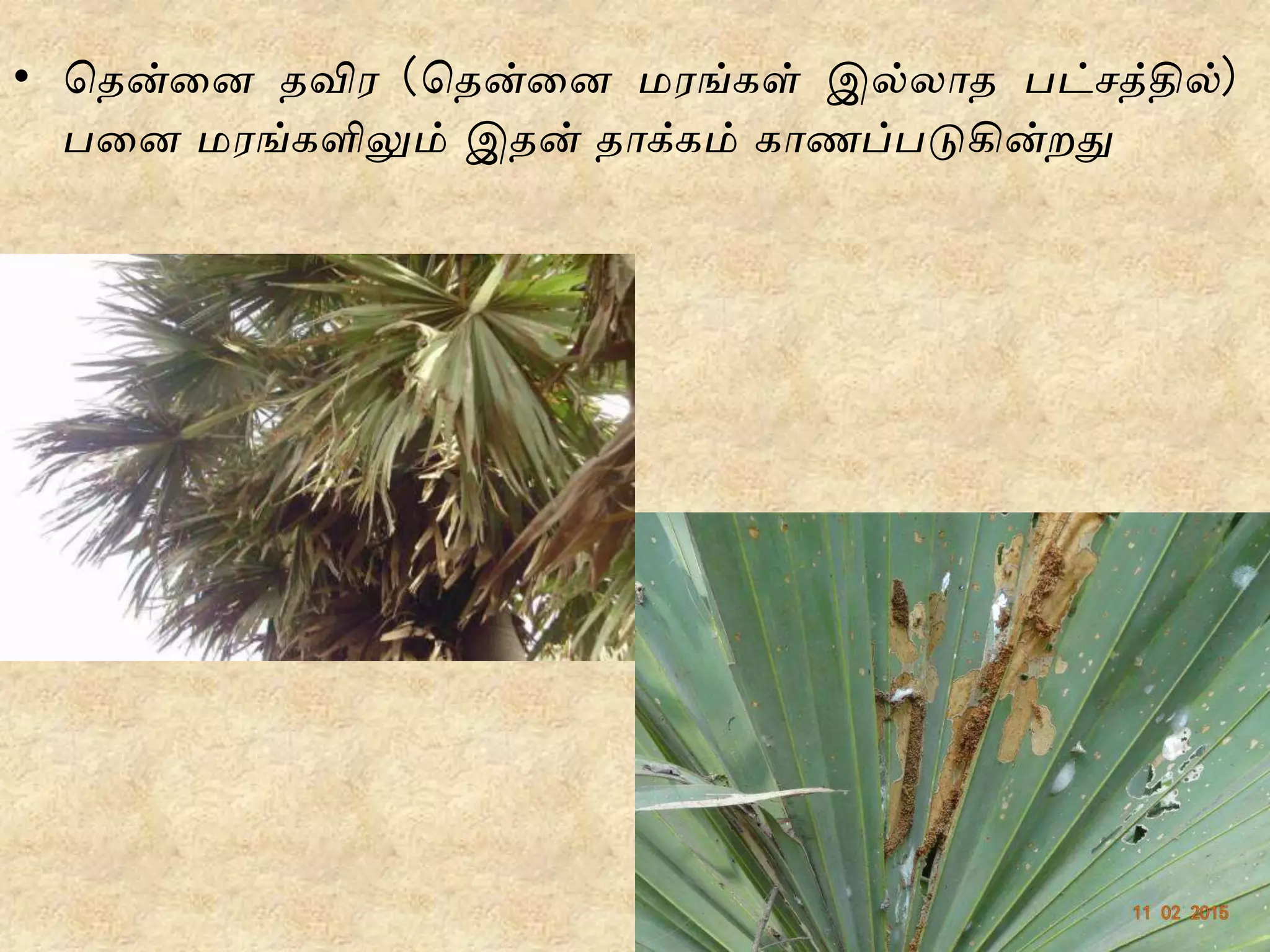 Coconut pests | PPT