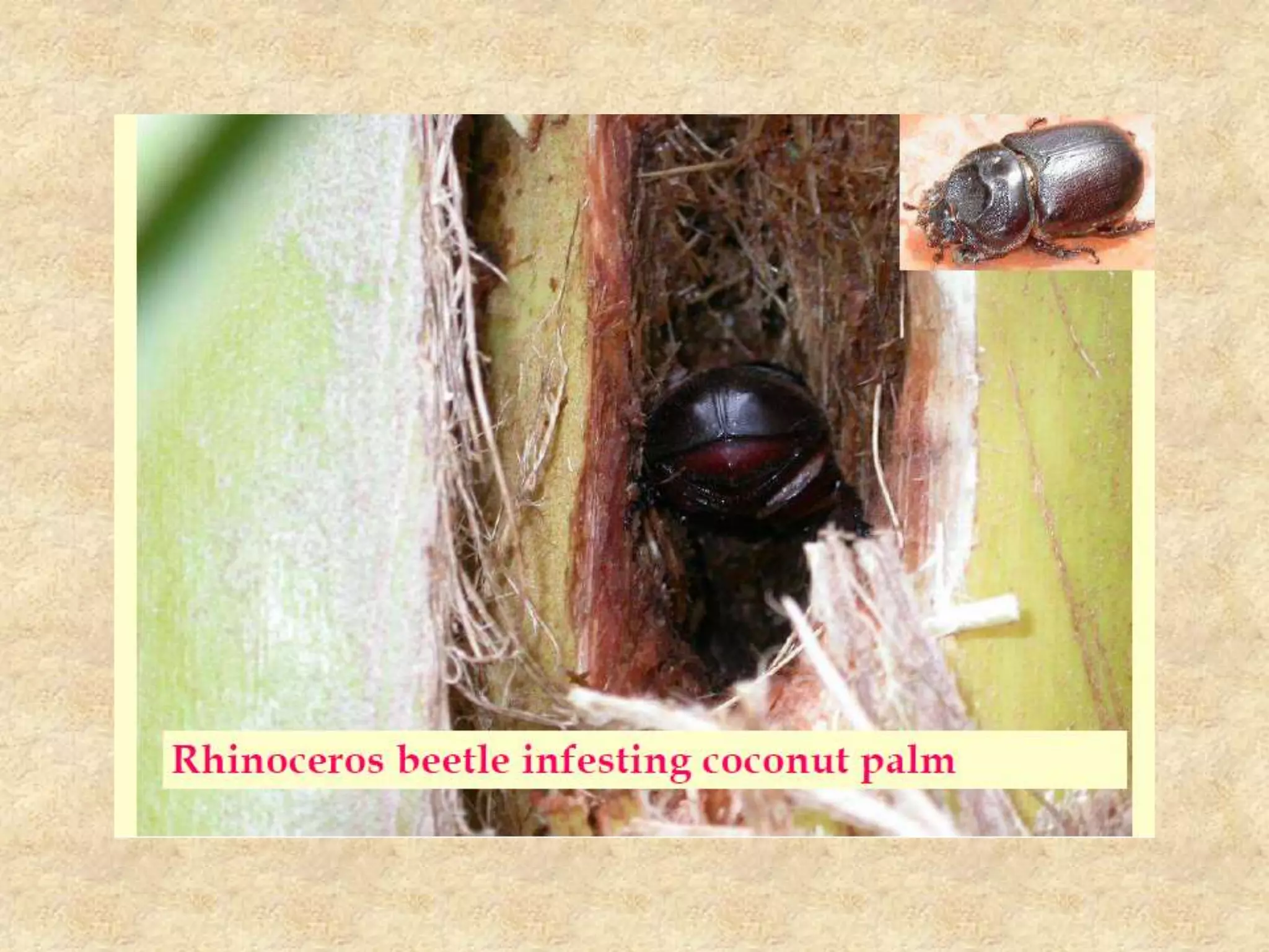 Coconut pests | PPT