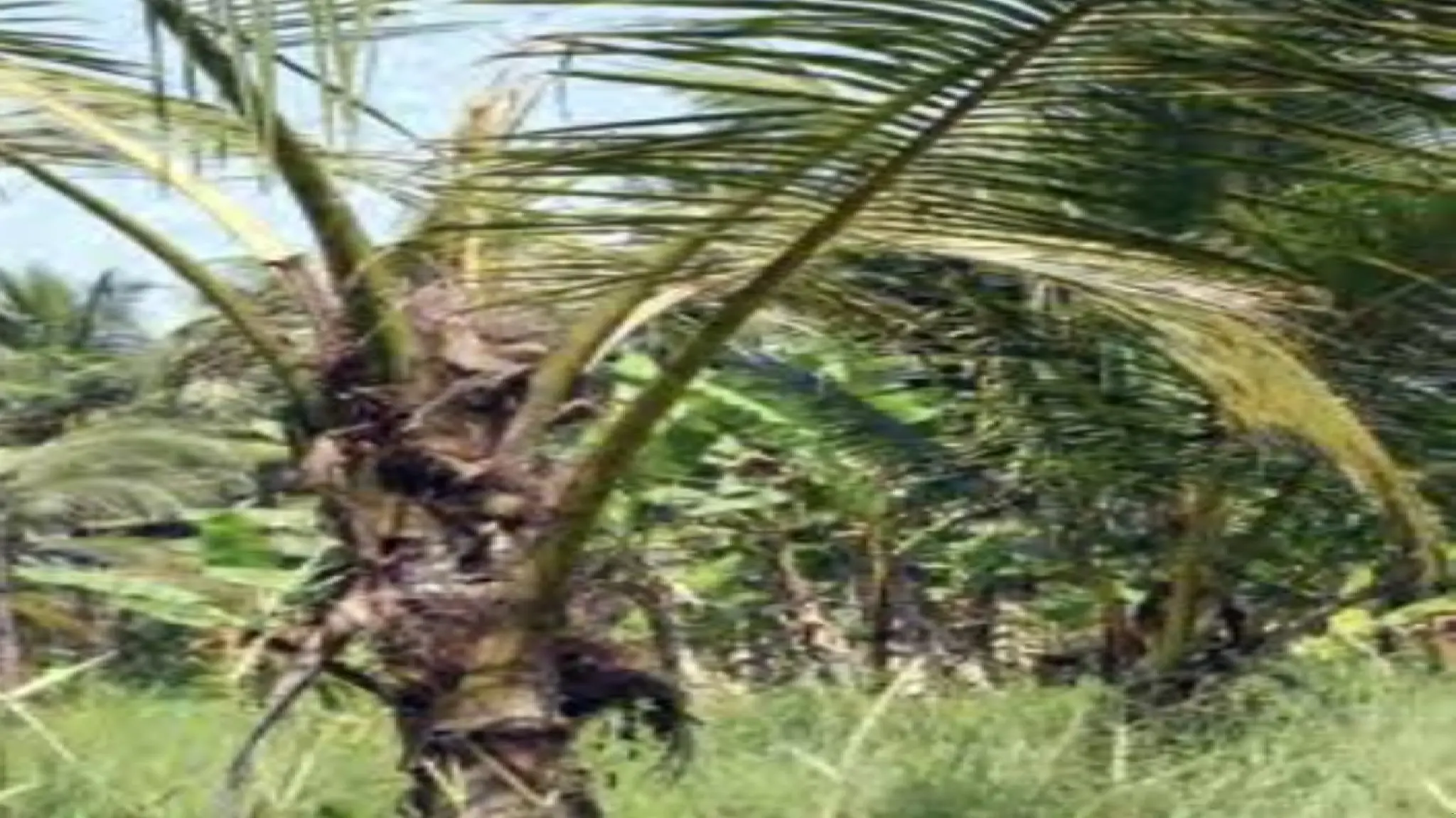 Coconut disease ppt..CPH-101@&*&%#₹%&.pptx