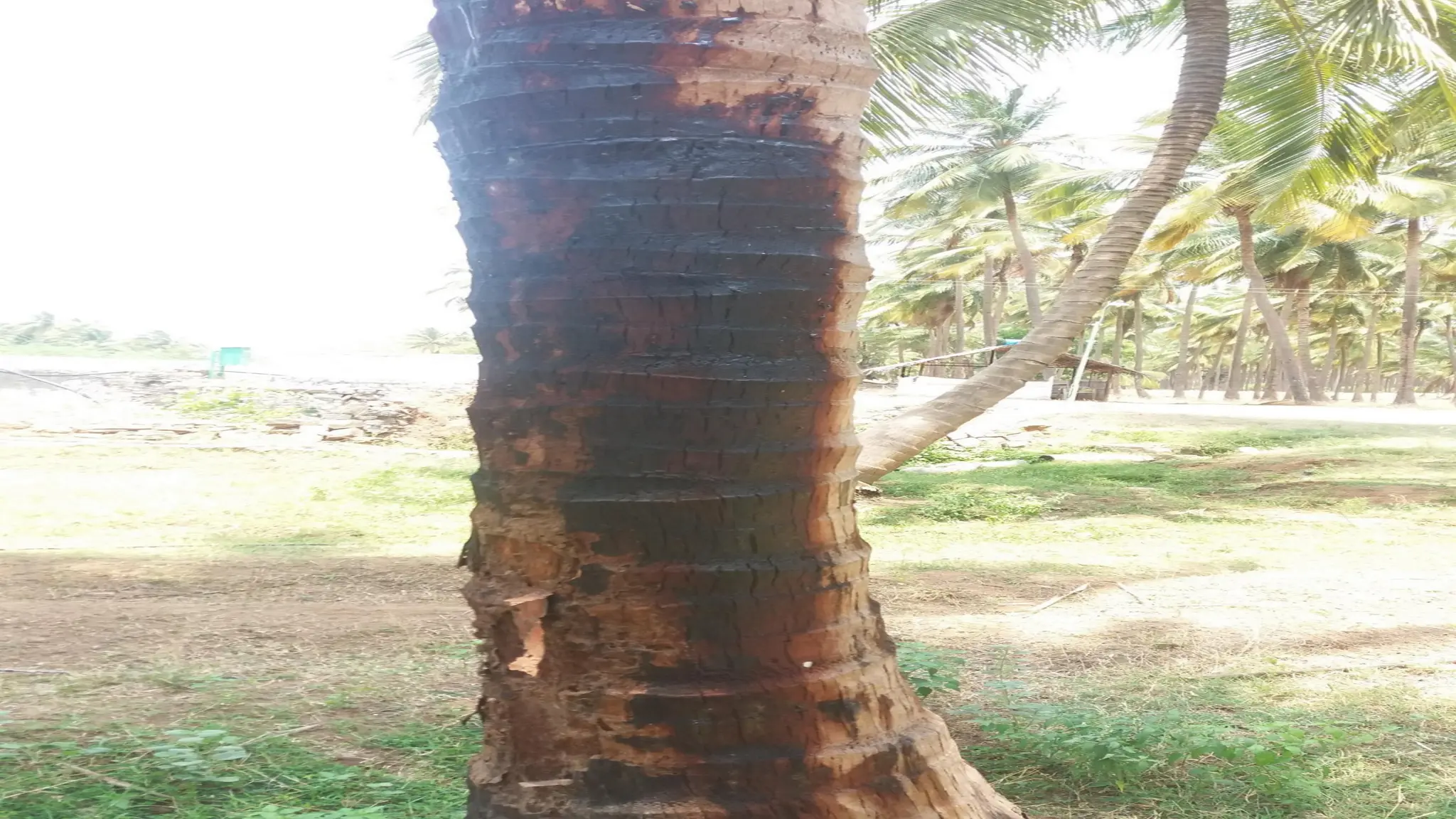 Coconut disease ppt..CPH-101@&*&%#₹%&.pptx