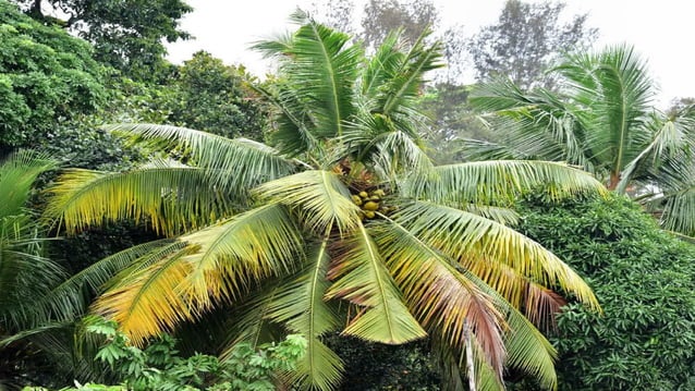 Coconut disease ppt..CPH-101@&*&%#₹%&.pptx