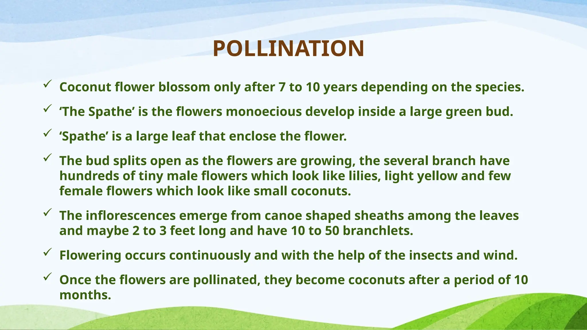 COCONUT PRESENTATION FOR PLANTING AND INFORMATION.pptx
