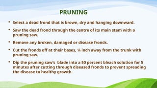 COCONUT PRESENTATION FOR PLANTING AND INFORMATION.pptx