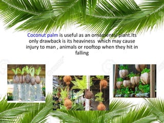 Coconut tree wps office | PPTX