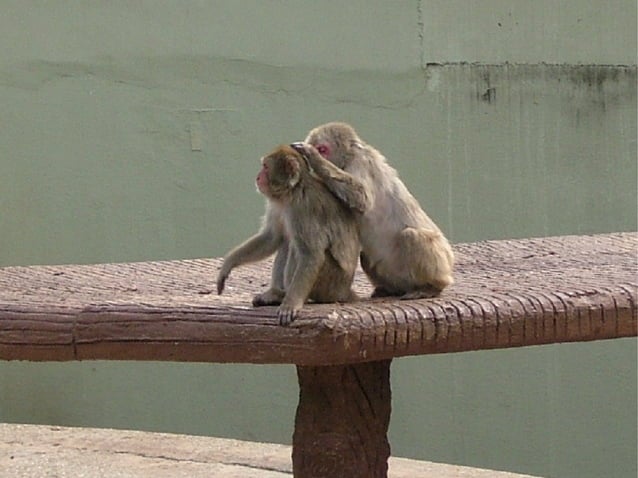 Cocoon Project Wizard | PPT