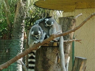 Cocoon Project Wizard | PPT