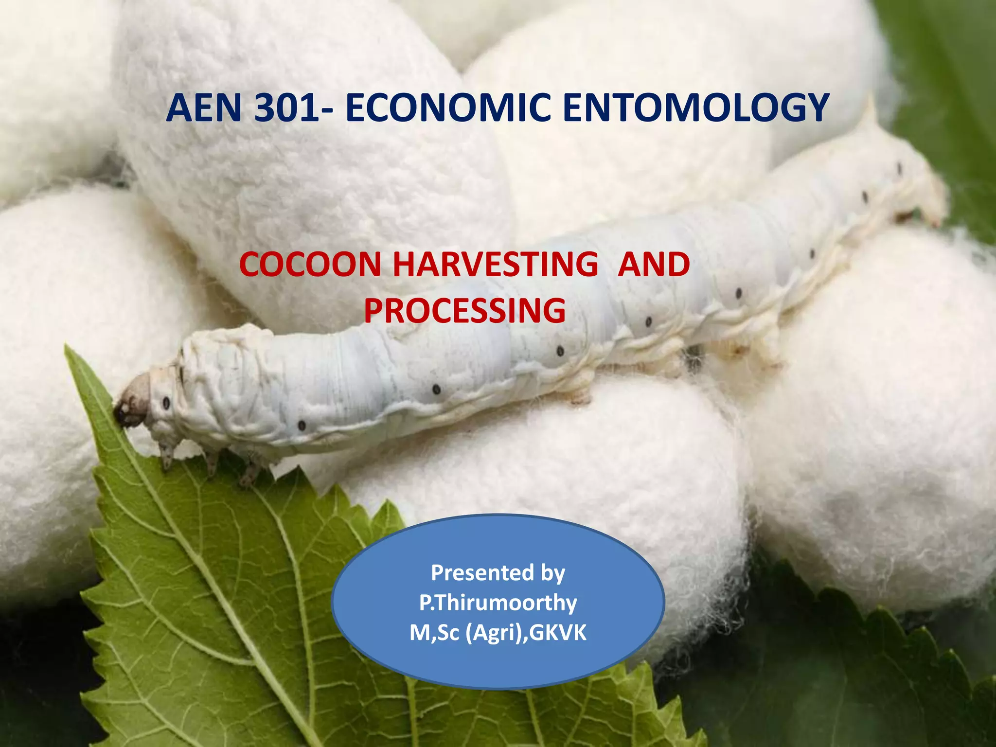 Cocoon harvesting and processing | PPTX