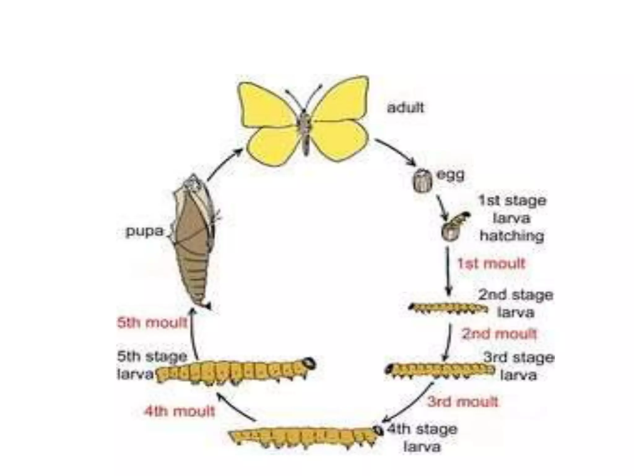 Cocoon harvesting and processing | PPTX