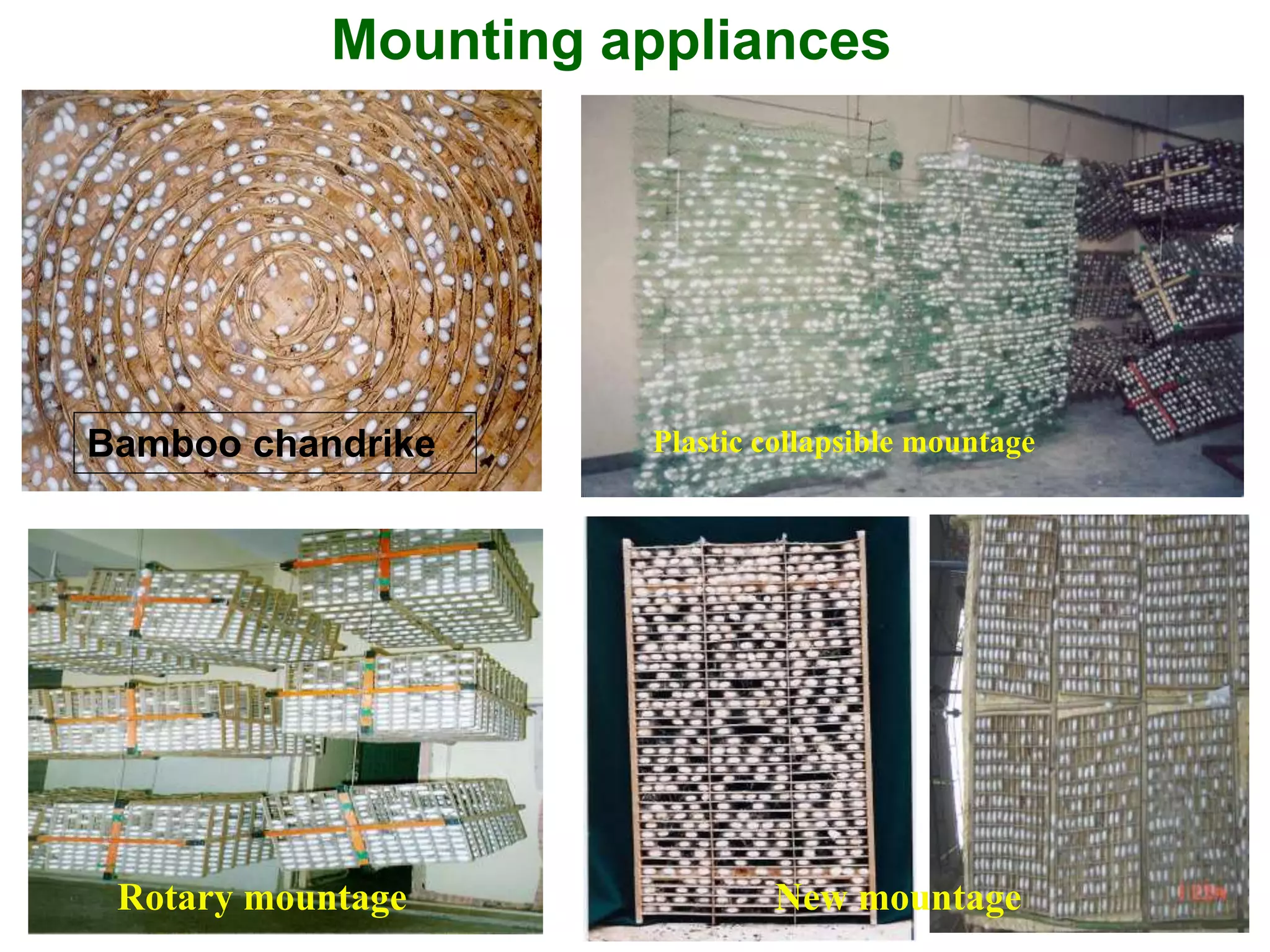 Cocoon harvesting and processing | PPTX