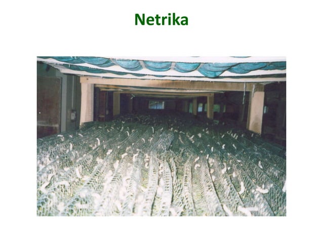 Cocoon harvesting and processing | PPTX | Needlework | Arts and Crafts