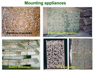 Cocoon harvesting and processing | PPTX