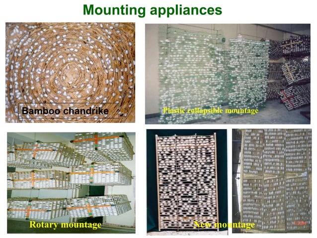 Cocoon harvesting and processing | PPTX | Needlework | Arts and Crafts