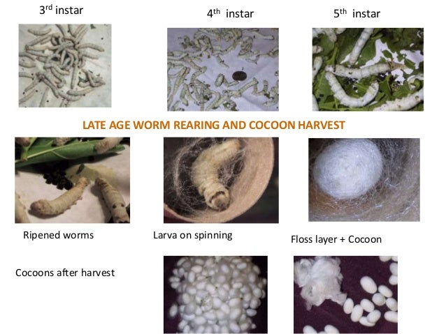 Cocoon harvesting and processing