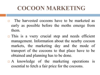 Marketing Of Cocoons