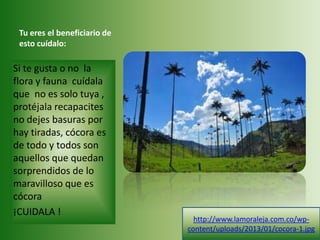 Cocora salento | PPT