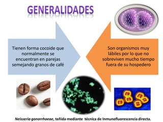 Cocos gram negativos, Neisserias | PPTX