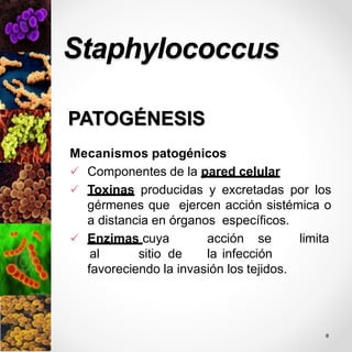 Staphylococcus, cocos gram positivos, Microbiologia | PPTX