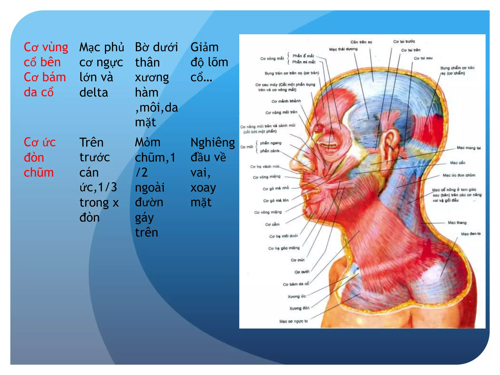 CÂN CƠ ĐẦU MẶT CỔ | PPTX