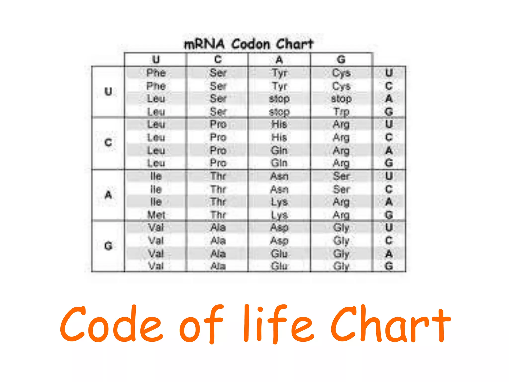 Code of life chart | PPTX