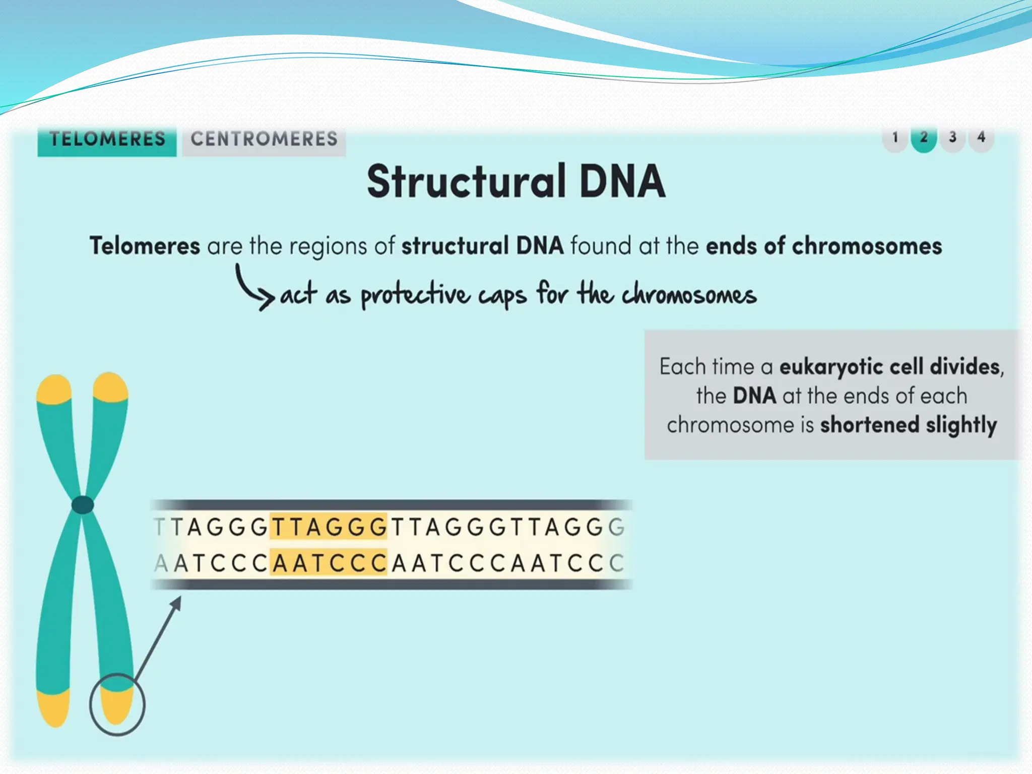 Coding Andnon Coding Dna Molecular Biology Pdf