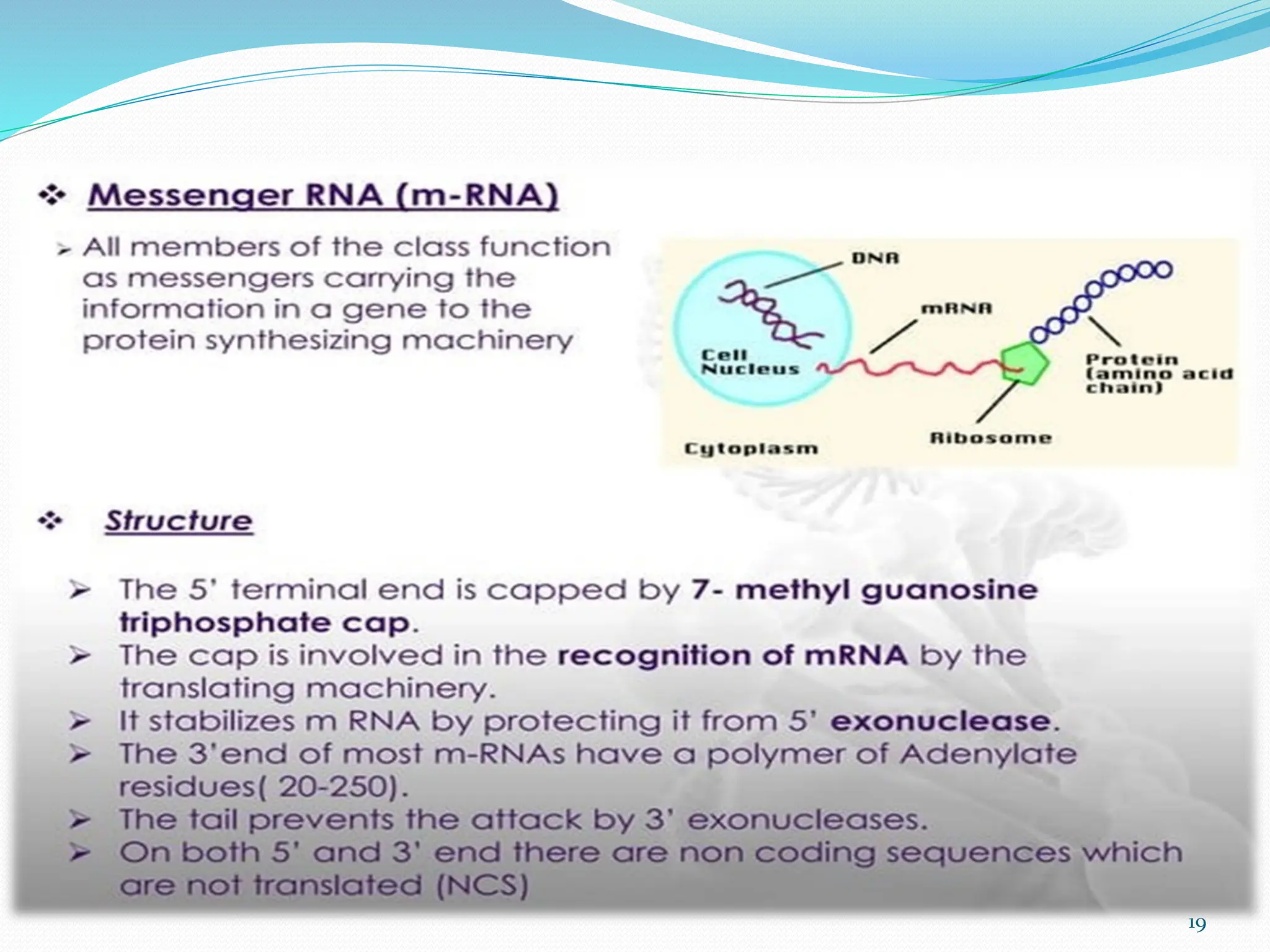 Coding Andnon Coding Dna Molecular Biology Pdf