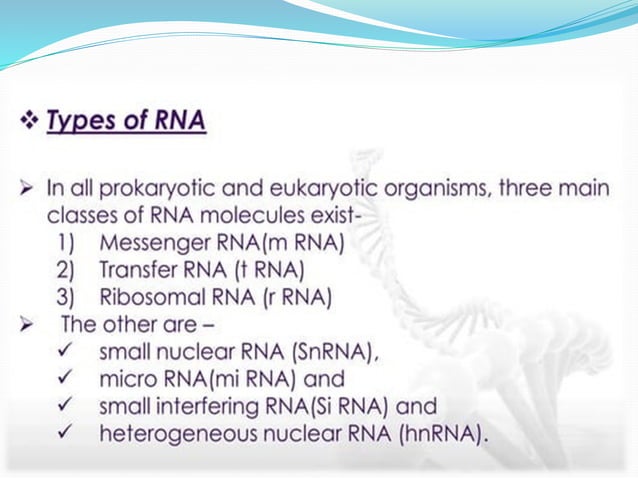 Coding Andnon Coding Dna Molecular Biology Pdf