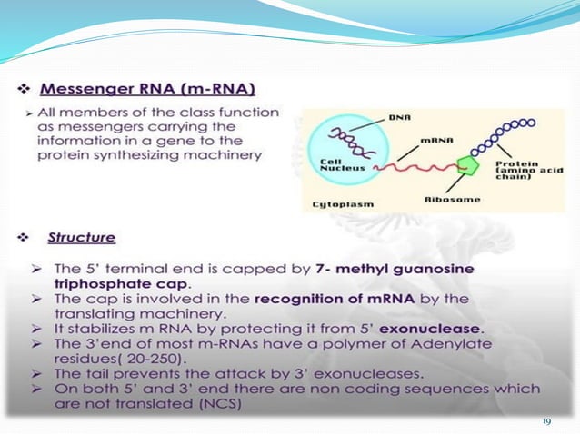Coding Andnon Coding Dna Molecular Biologypdf Genetics Science