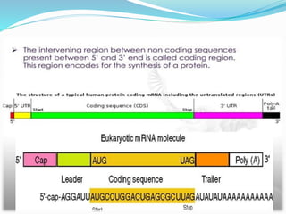 coding &non coding DNA molecular biology.pdf | Genetics | Science