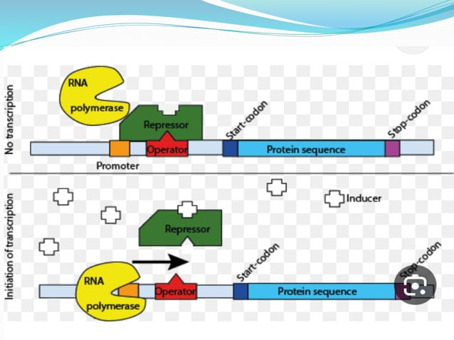 Coding Andnon Coding Dna Molecular Biology Pdf