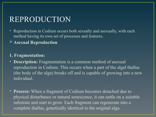 codium.pptxtygg7c6 uhh unn hhffvhhhjjgyh | PPTX